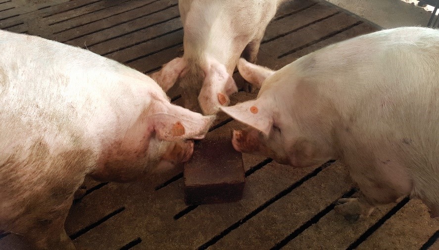 Enrichment Block - Pork CRC